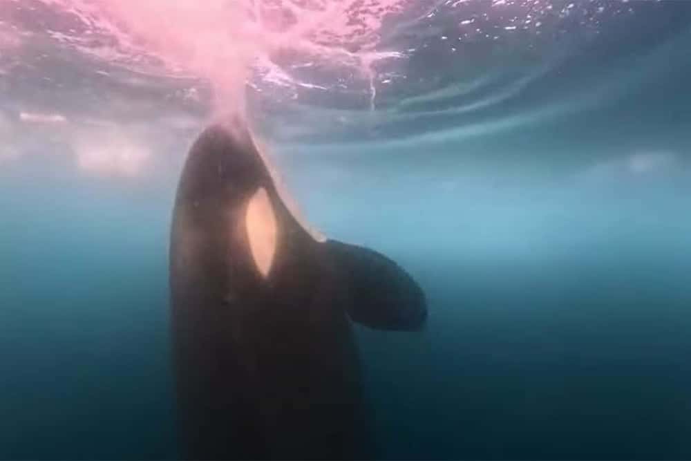 Video: Orka's houden intrigerend 'concert' bij Antarctica