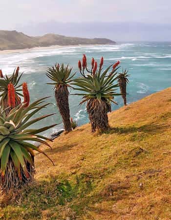 Hoogste bungeejump ter wereld: Bloukransbrug in Zuid-Afrika