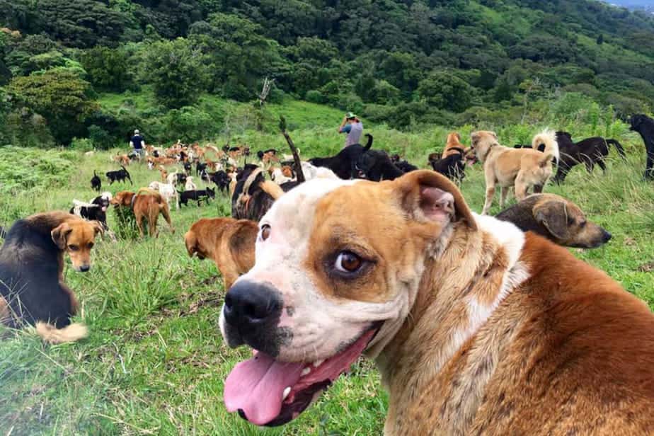 Vrijwilliger in asiel in Costa Rica met 900 honden - Droomplekken.nl
