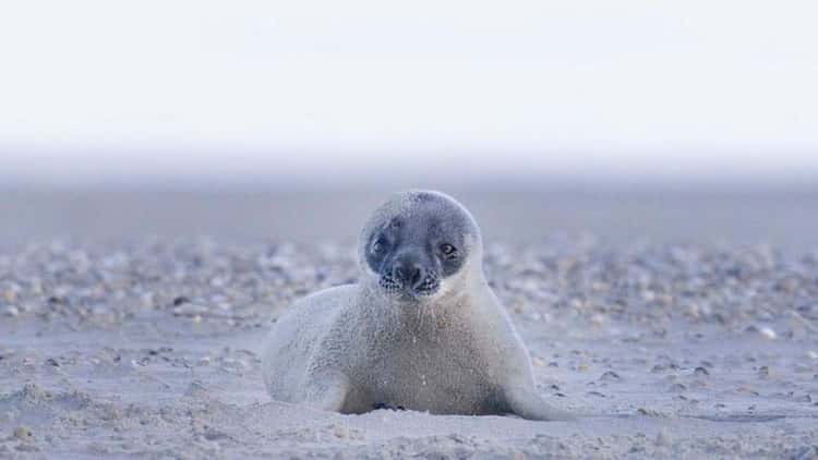 Unieke zeehond geboren op Vlieland: Bekijk de video