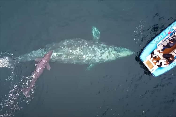 Video: Toeristen zien geboorte jong van grijze walvis