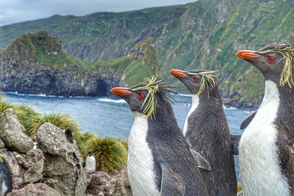 Gough Island: Vogelliefhebber gezocht!
