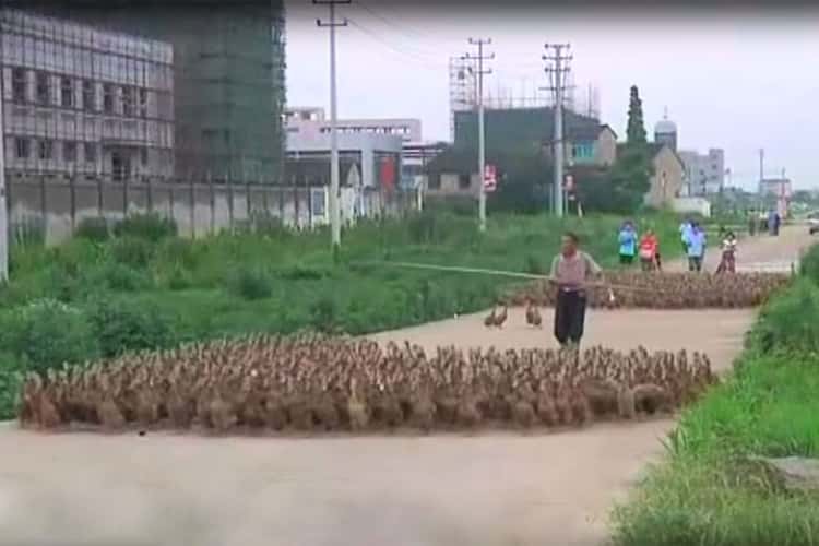 Boer in China laat 5.000 eenden uit in drukke stad