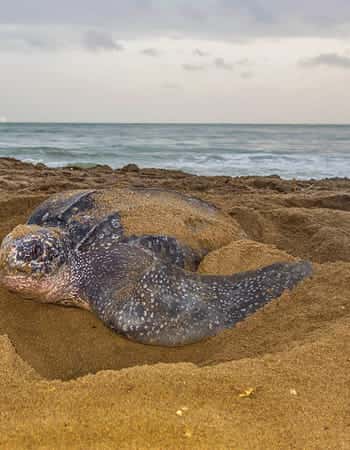 Paramaribo: De 10 Mooiste bezienswaardigheden - Droomplekken.nl