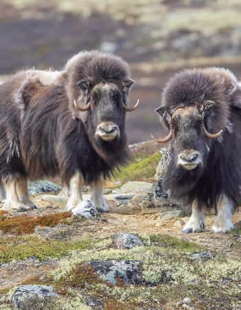 Muskusos: De beste plekken om dit dier te zien - Droomplekken.nl