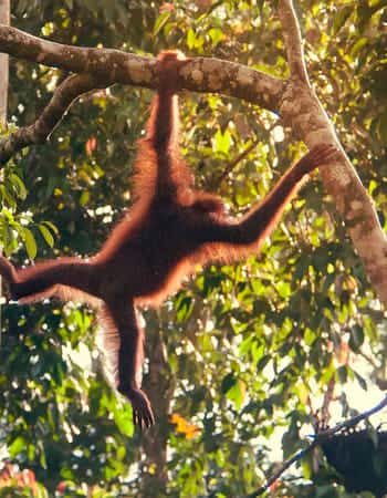 Danum Valley op Borneo: Mooiste plek in Maleisië - Droomplekken.nl