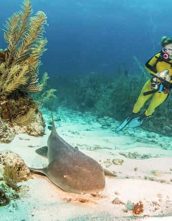 Zeekoe: Beste plekken om dit dier te zien - Droomplekken.nl