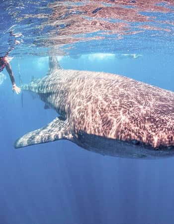 Walvishaai: 7 plekken en excursies om dit dier in het wild te zien!