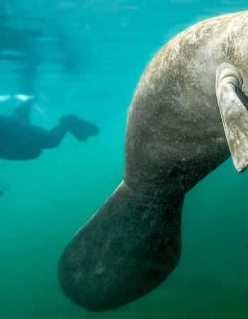 Zeekoe: Beste plekken om dit dier te zien - Droomplekken.nl