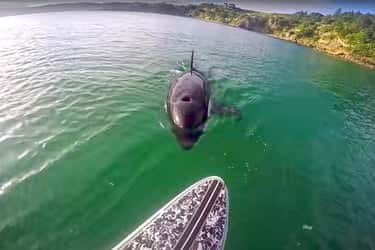 Video: Orka's houden intrigerend 'concert' bij Antarctica