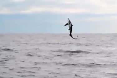 Nederlander heeft nest met oehoes op balkon met drie immense jongen