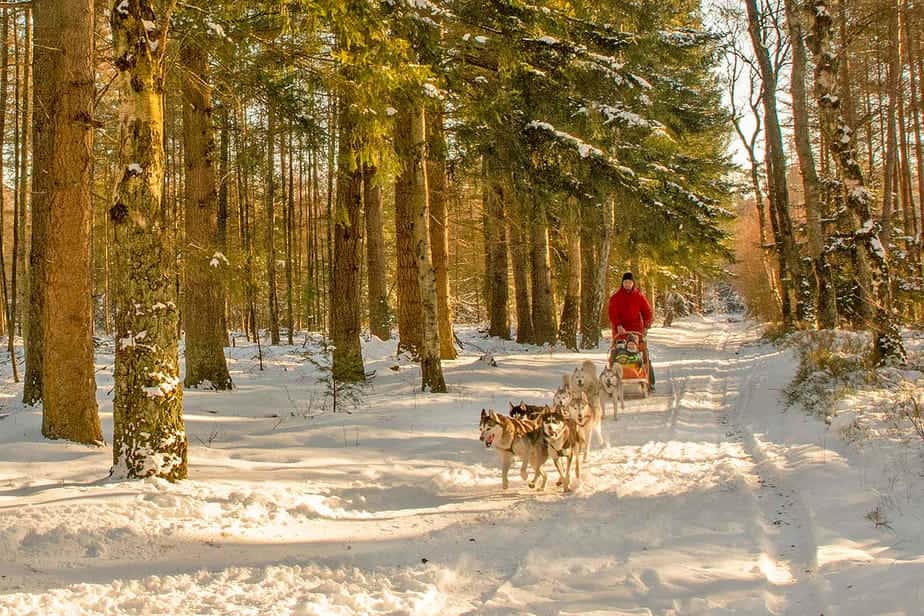 Dutch Husky Experience: Husky Tocht in Nederland!