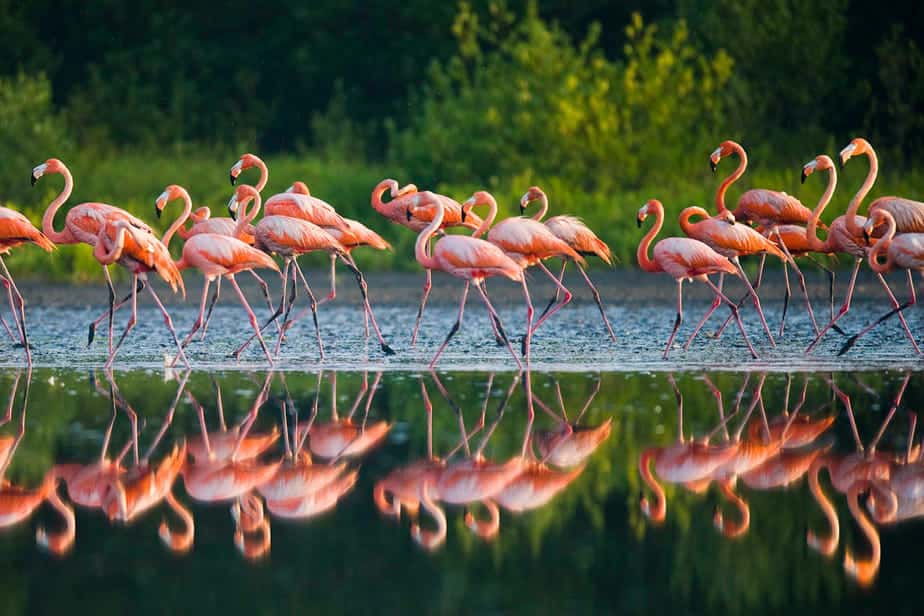 Rode flamingo: De beste plekken om dit dier in het wild te zien ...