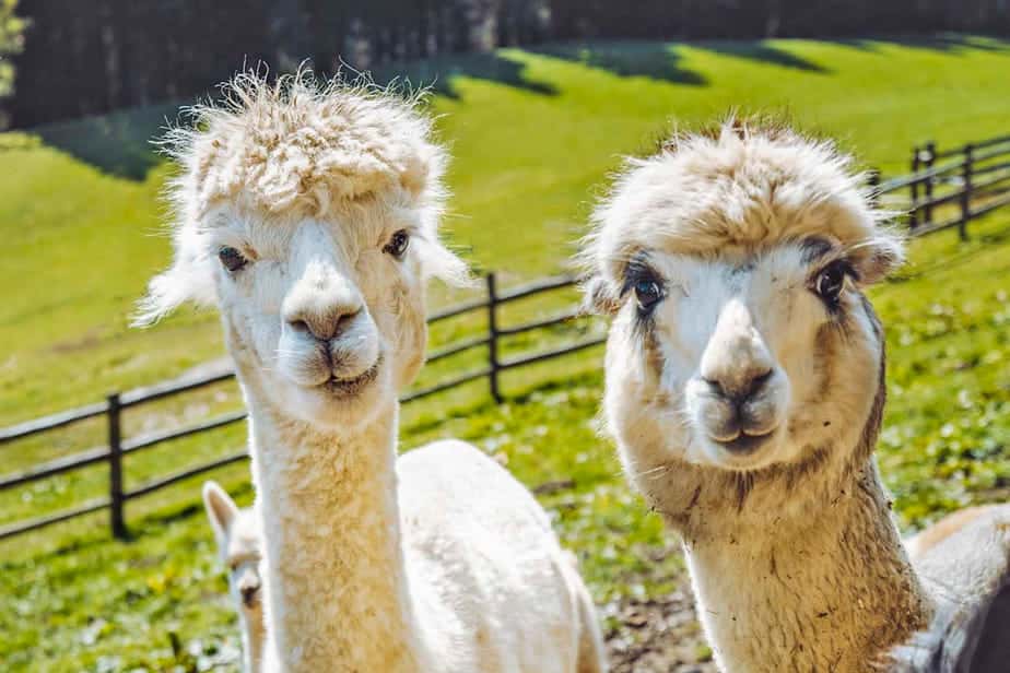 Wandelen met alpaca's: Alles over deze excursie