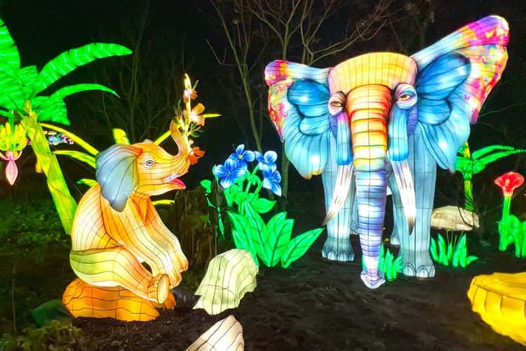 Light Safari in Beekse Bergen: 5 Tips!