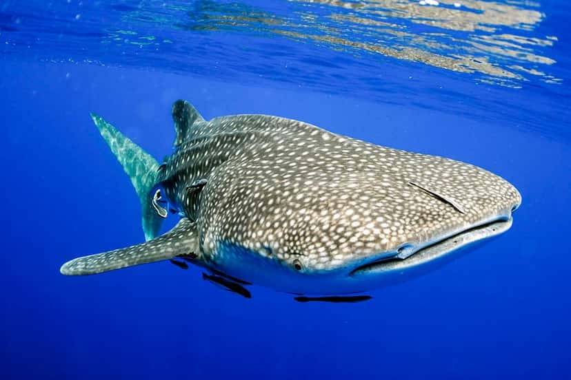Walvishaai: 7 plekken en excursies om dit dier in het wild te zien!