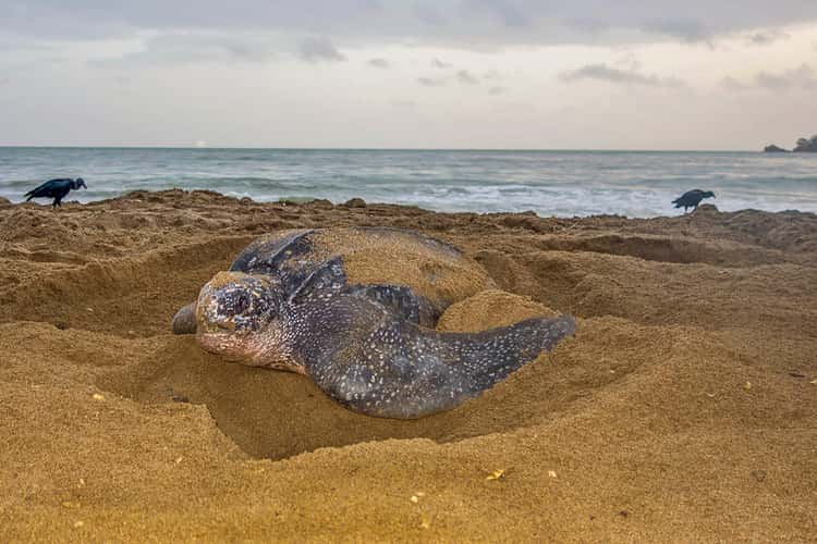 Galibi Nature Reserve: Tips voor de zeeschildpadden excursie