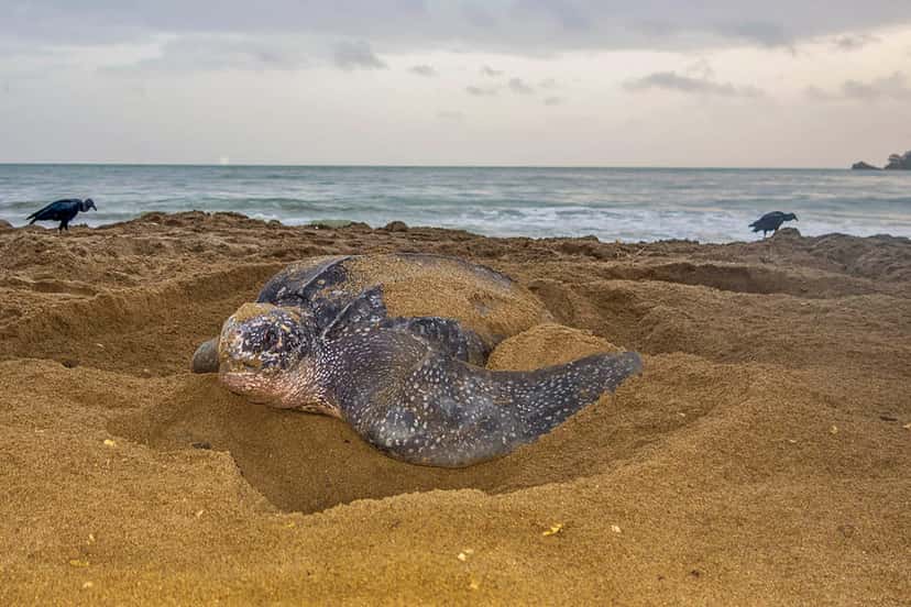 Galibi Nature Reserve: Tips voor de zeeschildpadden excursie