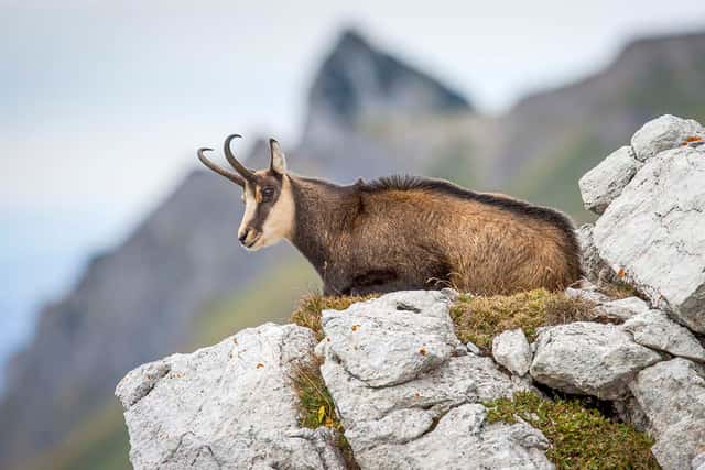 Gems: Beste plekken om dit dier te zien - Droomplekken.nl