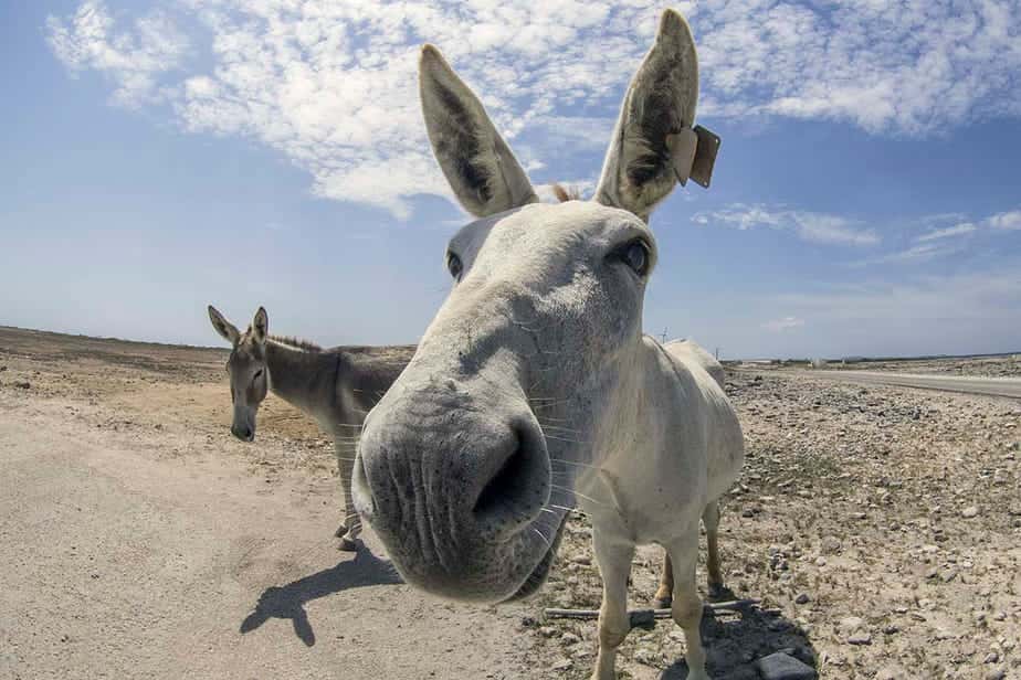 Donkey Sanctuary Bonaire: Opvancentrum voor ezels - Droomplekken.nl