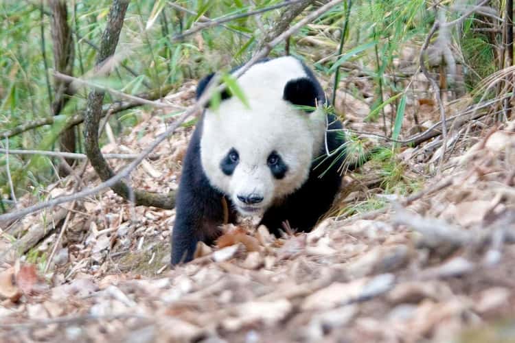 Reuzenpanda of panda: Beste plekken om dit dier te zien