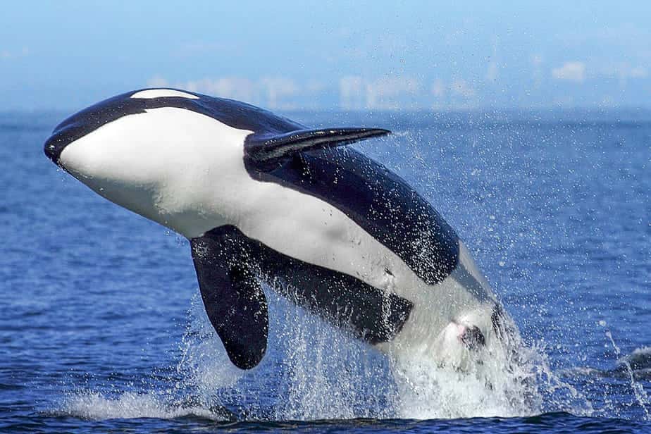 Orka: Beste plekken om dit dier te zien in het wild - Droomplekken.nl