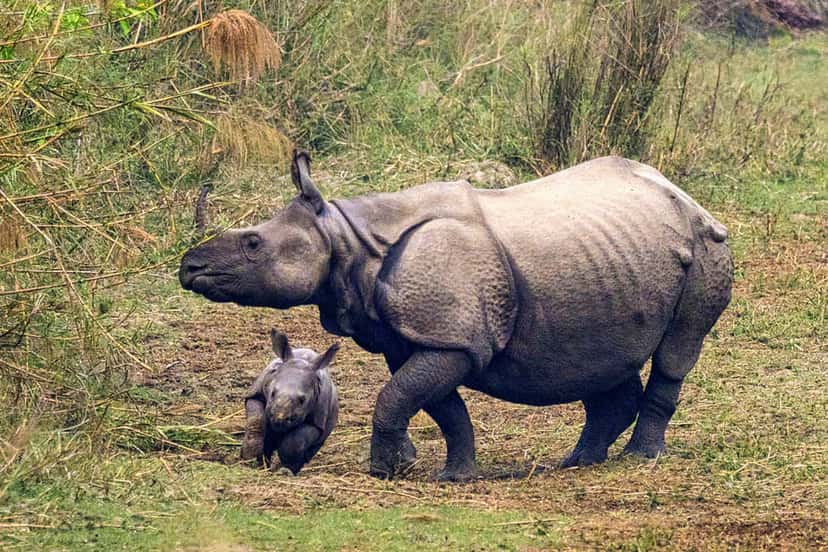 Indische neushoorn: Beste plekken om dit dier te zien - Droomplekken.nl