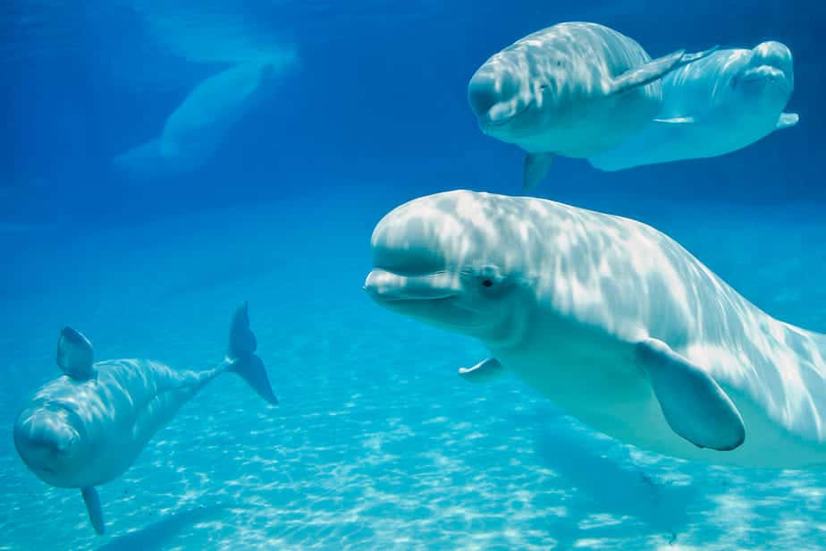 Witte dolfijn of beloega: Beste plekken om dit dier te zien