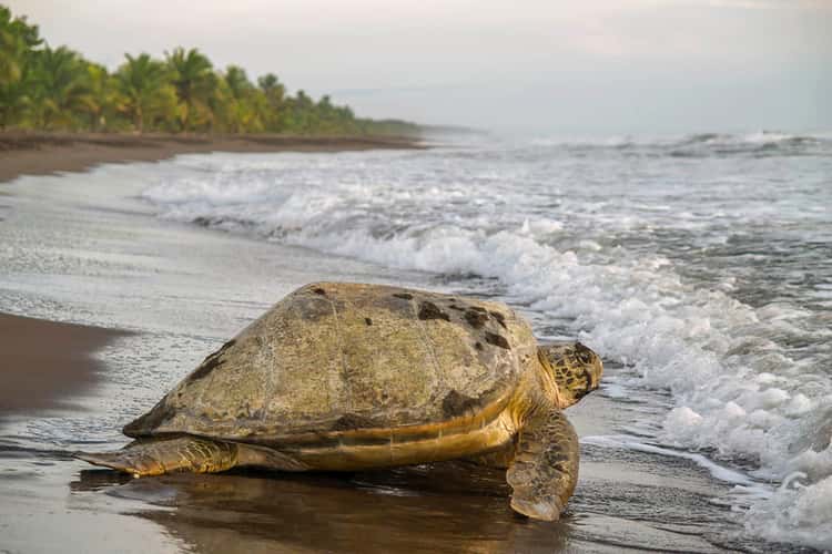 Zie zeeschildpadden eieren leggen in Tortuguero National Park ...