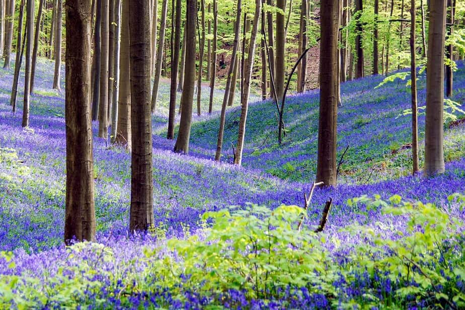 Hallerbos in België: 10 Beste Tips (2024) - Droomplekken.nl