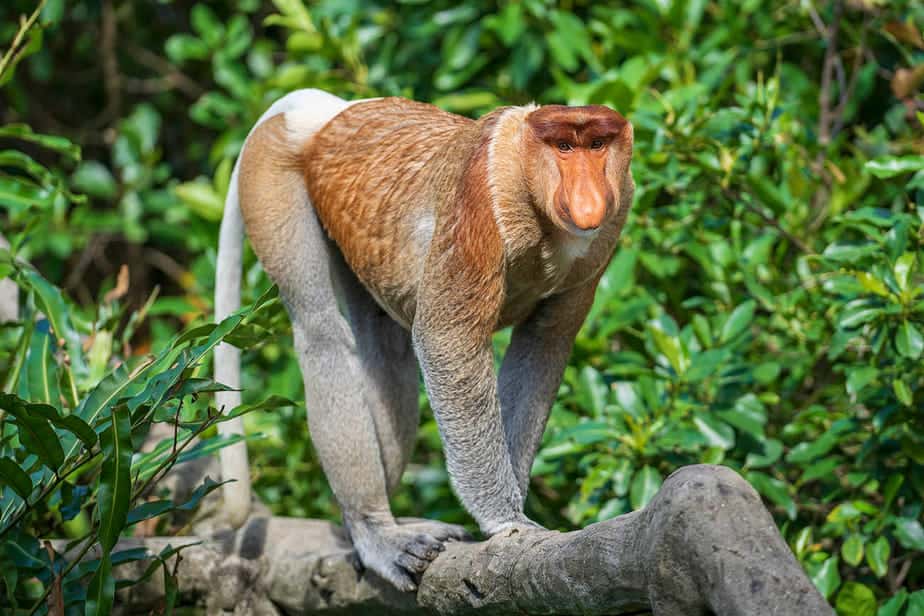 Neusaap: Beste plekken om dit dier te zien - Droomplekken.nl