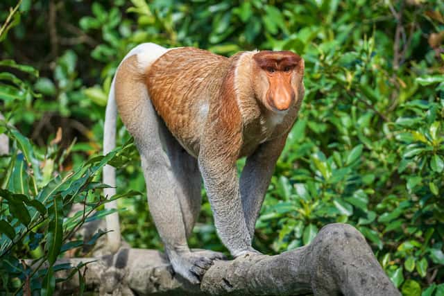 Neusaap: Beste plekken om dit dier te zien - Droomplekken.nl