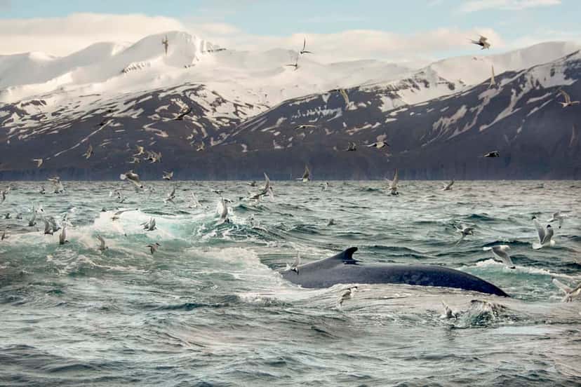 Walvissen spotten in Húsavík in IJsland: 10 tips - Droomplekken.nl