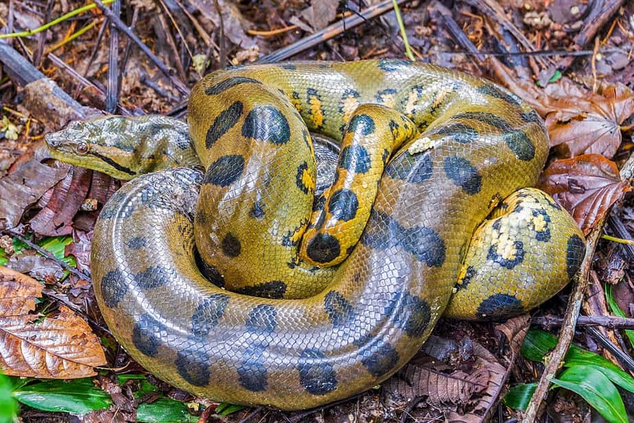 Groene anaconda: Beste plek om deze slang te zien - Droomplekken.nl