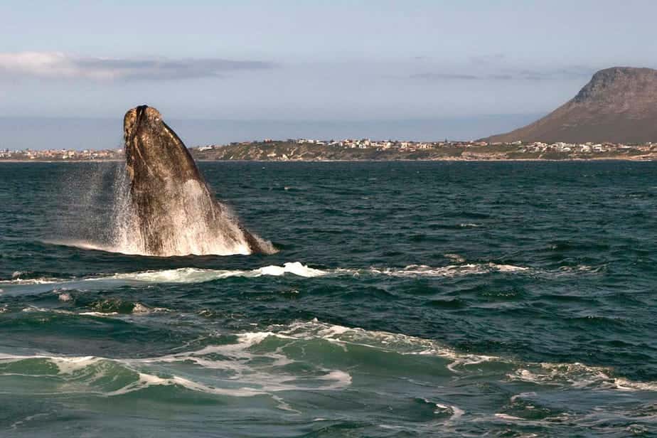 Walvissen van Hermanus in Zuid-Afrika: De 10 Tips - Droomplekken.nl