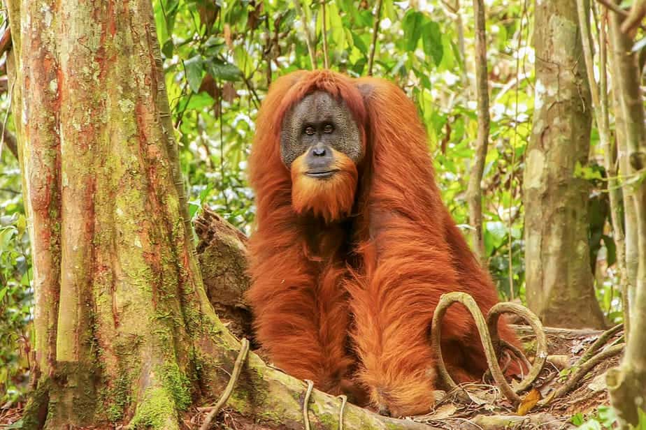 Gunung Leuser National Park: 5 Bezienswaardigheden - Droomplekken.nl