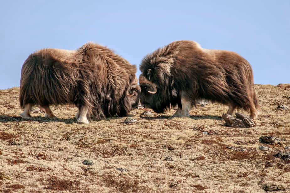 Muskusos: De beste plekken om dit dier te zien - Droomplekken.nl