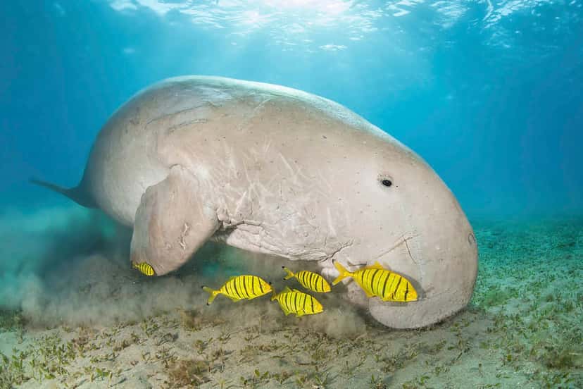 Doejong of Indische zeekoe - Beste plekken om deze dieren te zien