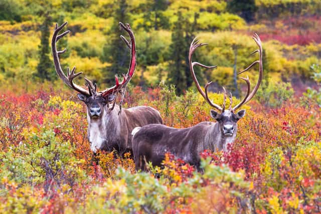 Rendier: De beste plekken om dit dier te zien - Droomplekken.nl