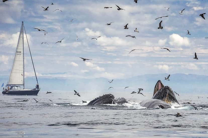 Zie walvissen jagen op vissen in Alaska: Tips en locatie