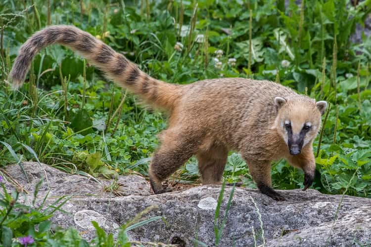 Rode neusbeer: Beste plekken om dit dier in het wild te zien