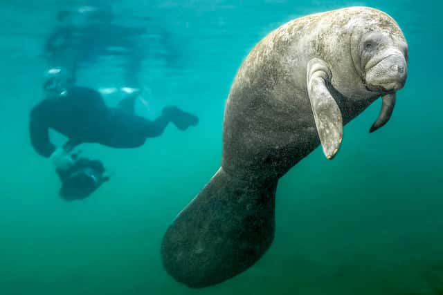 Zwem met zeekoeien (manatees) bij Crystal River in Florida ...