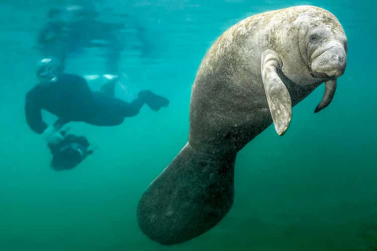Zwem met zeekoeien (manatees) bij Crystal River in Florida ...