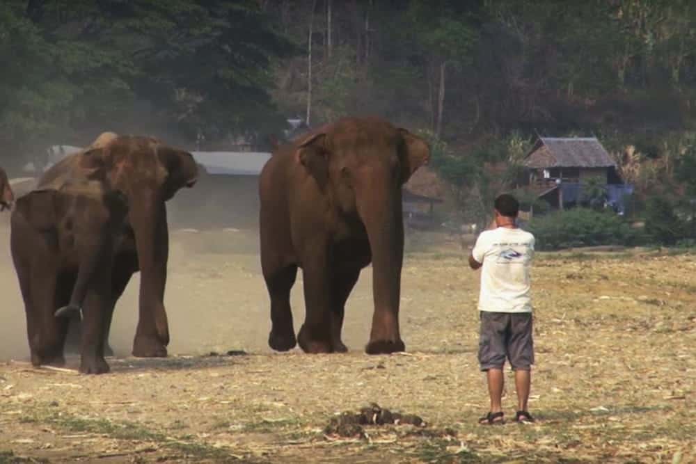 Man roept de naam van een olifant en dan…
