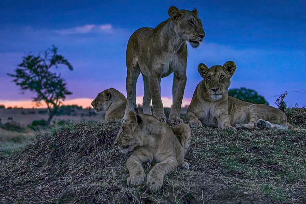 Night on Earth: Netflix maakt unieke natuurdocumentaire