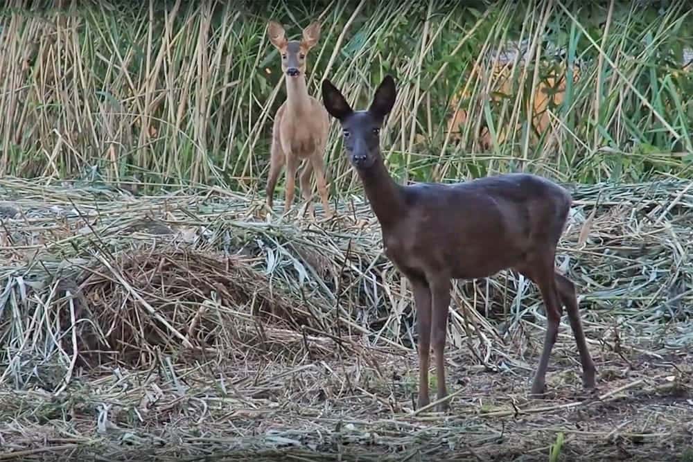 Zwarte ree met drie jongen gezien in Friesland