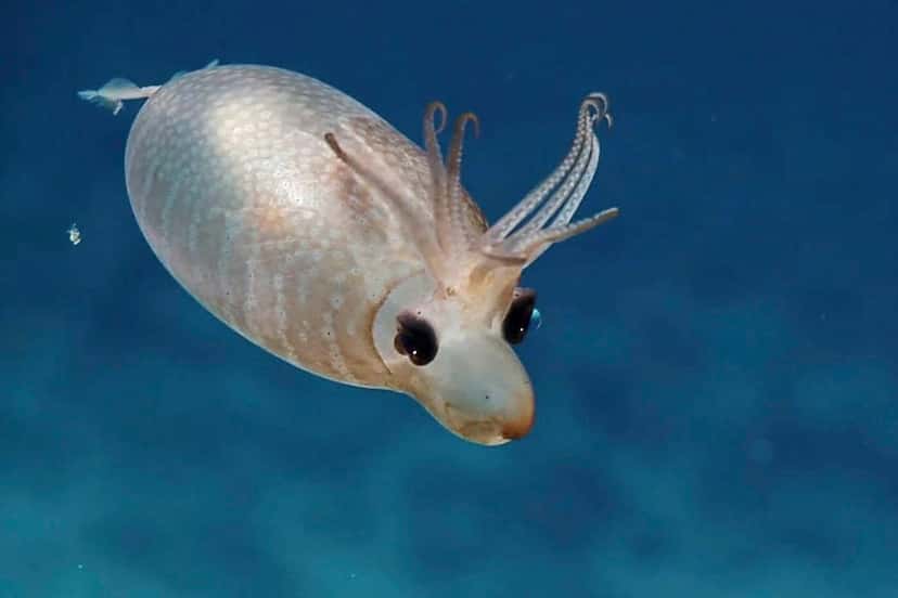 Onderzoekers zien een ‘rendier octopus’, oftewel de piglet squid