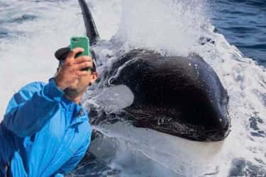 Zeeotter springt in boot om aan orka’s te ontsnappen
