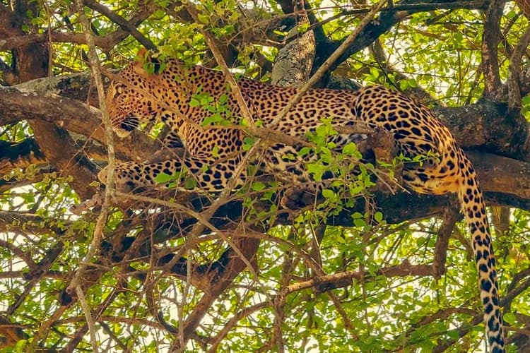 Murchison Falls National Park: 15 Tips!