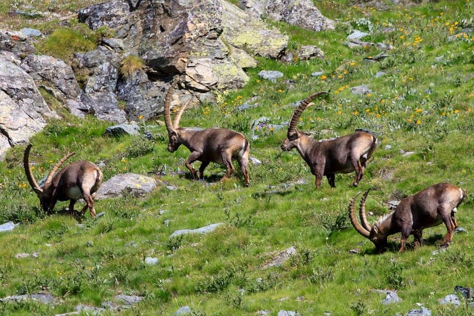 Steenbok (dier): 15 Beste parken om ze te zien in het wild